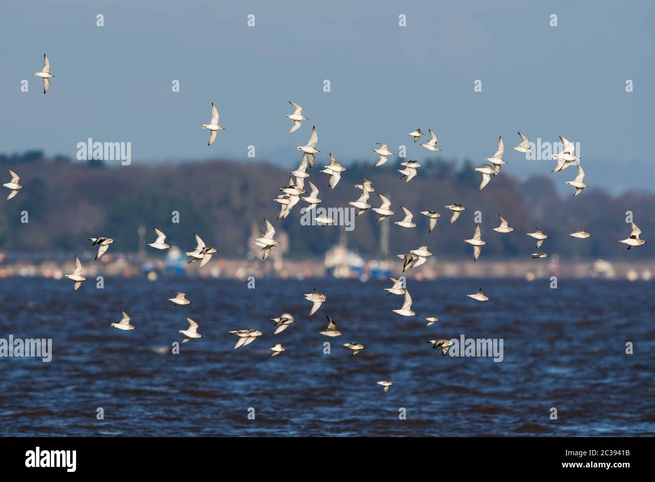 Red Knot, Grey Plover and Dunlin birds flying over sea Stock Photo - Alamy