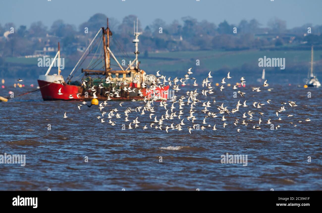 Energy dunlin hi-res stock photography and images - Alamy