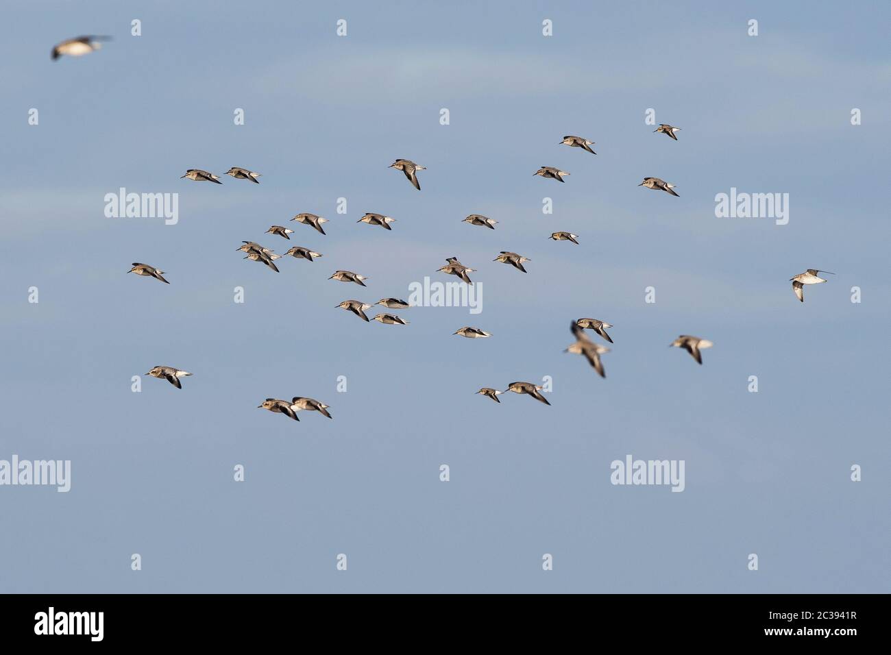 Red Knot, Grey Plover and Dunlin birds flying over sea Stock Photo - Alamy