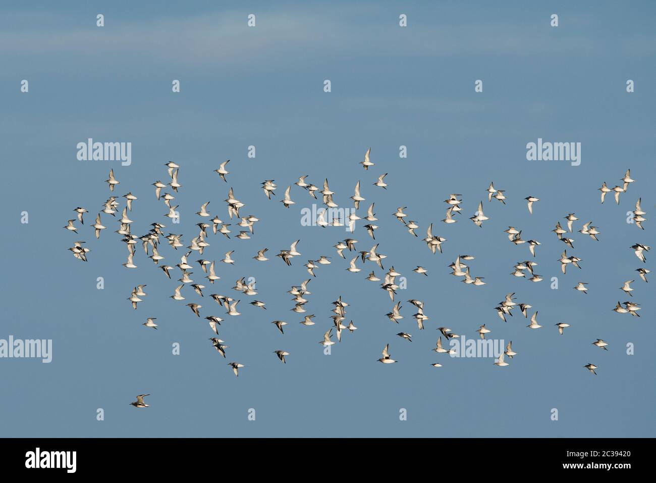 Red Knot, Grey Plover and Dunlin birds flying over sea Stock Photo - Alamy