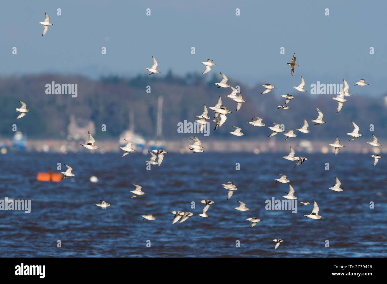 Grey plover flight hi-res stock photography and images - Alamy