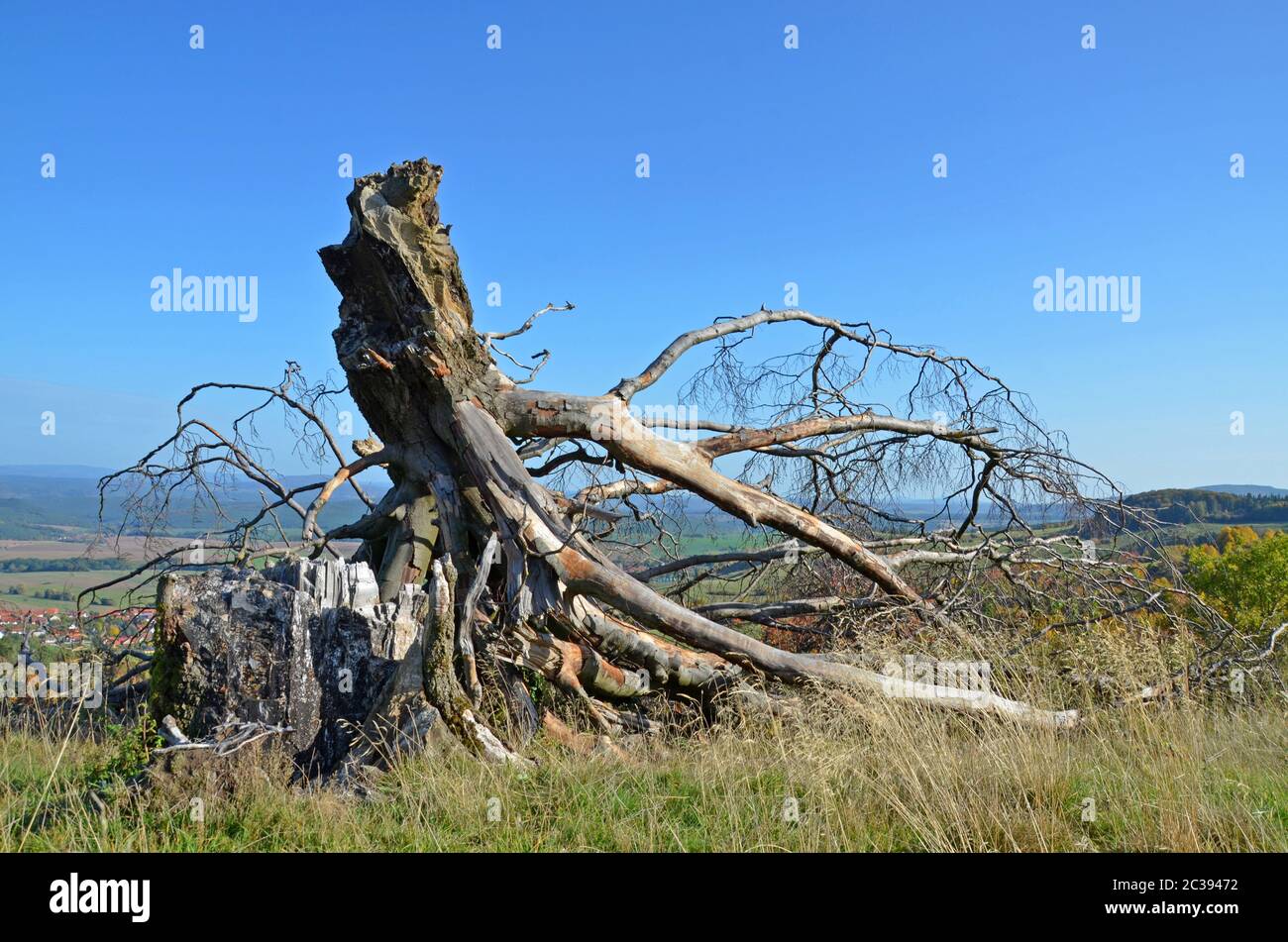 Beech tree disease hi-res stock photography and images - Alamy