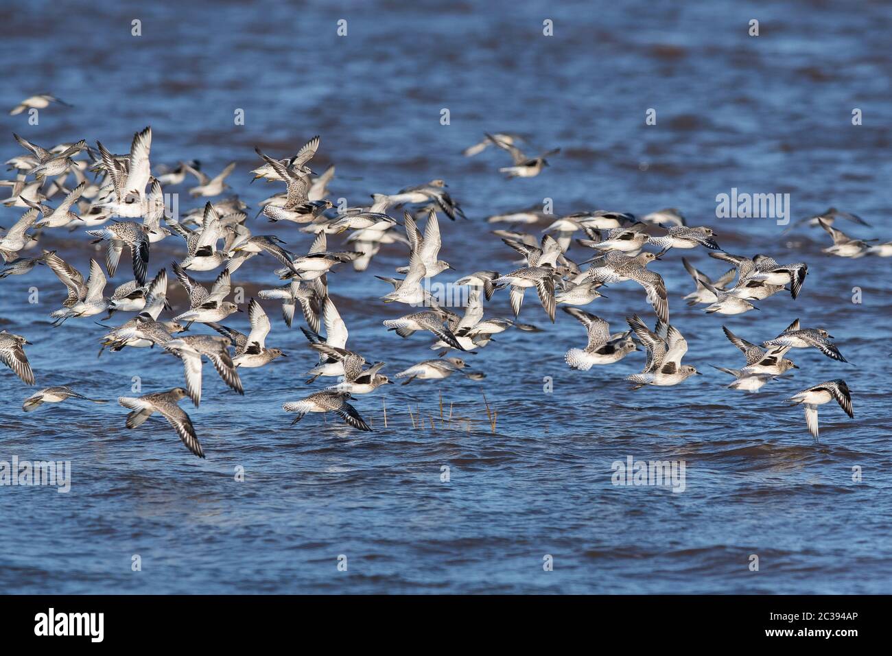 Red Knot, Grey Plover and Dunlin birds flying over sea Stock Photo - Alamy
