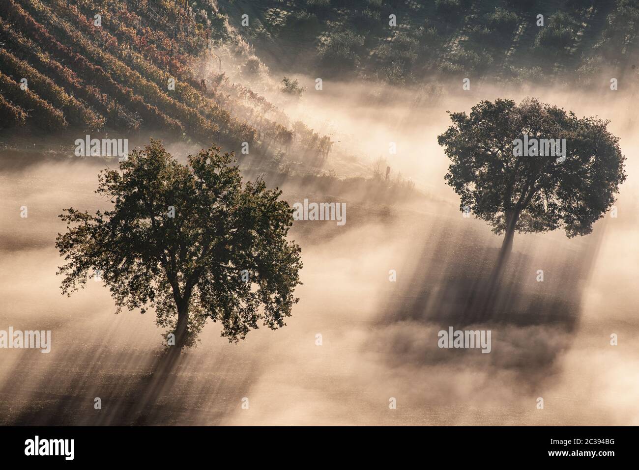Two trees in the beautiful sunny fog at sunrise, natural background ...