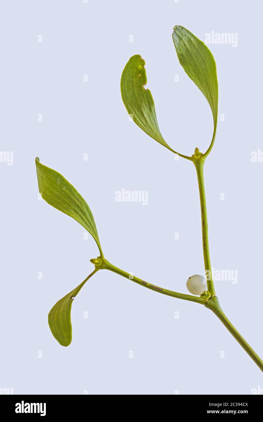 Sprig of mistletoe hi-res stock photography and images - Alamy