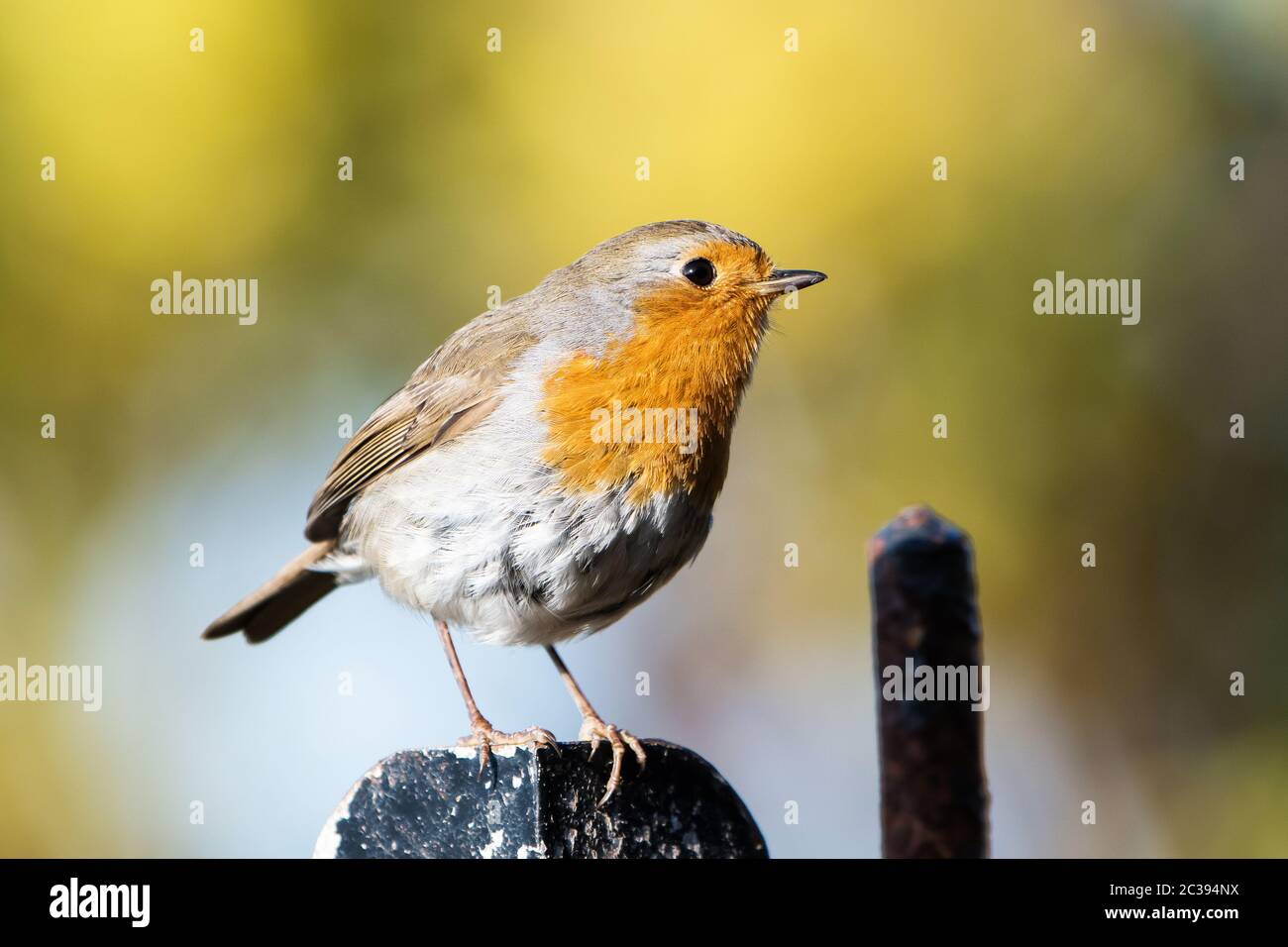 European Robin in his environment. His Latin name is Erithacus rubecula ...