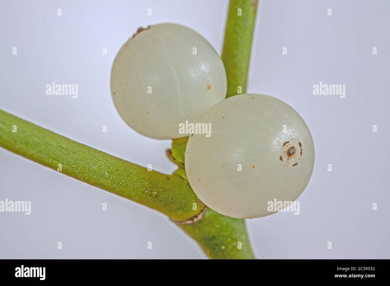 European mistletoe berries 'Viscum album' Stock Photo - Alamy