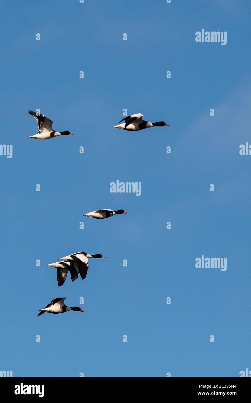 Flock of Common Shelducks in flight in the sky. Their Latin name are ...