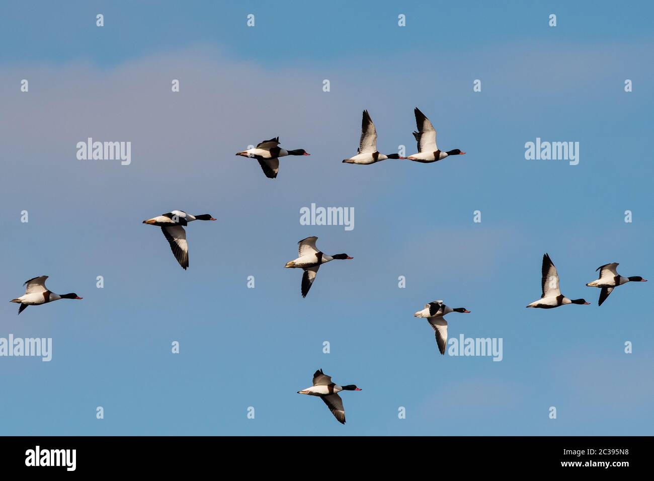 Flock of Common Shelducks in flight in the sky. Their Latin name are ...