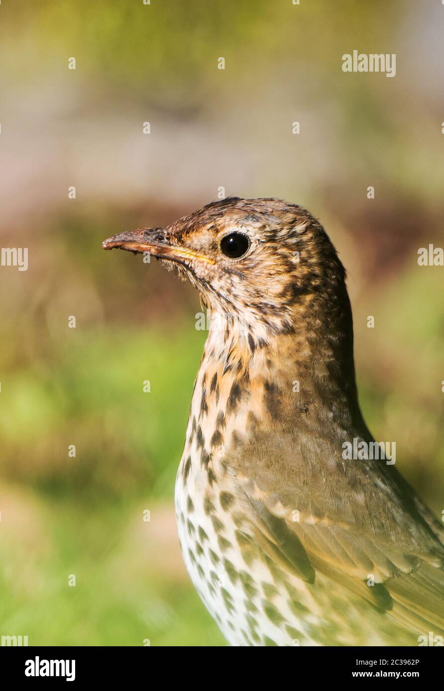 Song Thrush in springtime in environment. His Latin name is Stock Photo ...