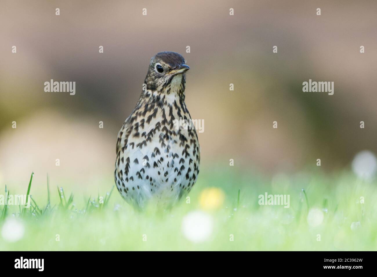 Song Thrush Uk Summer High Resolution Stock Photography and Images - Alamy