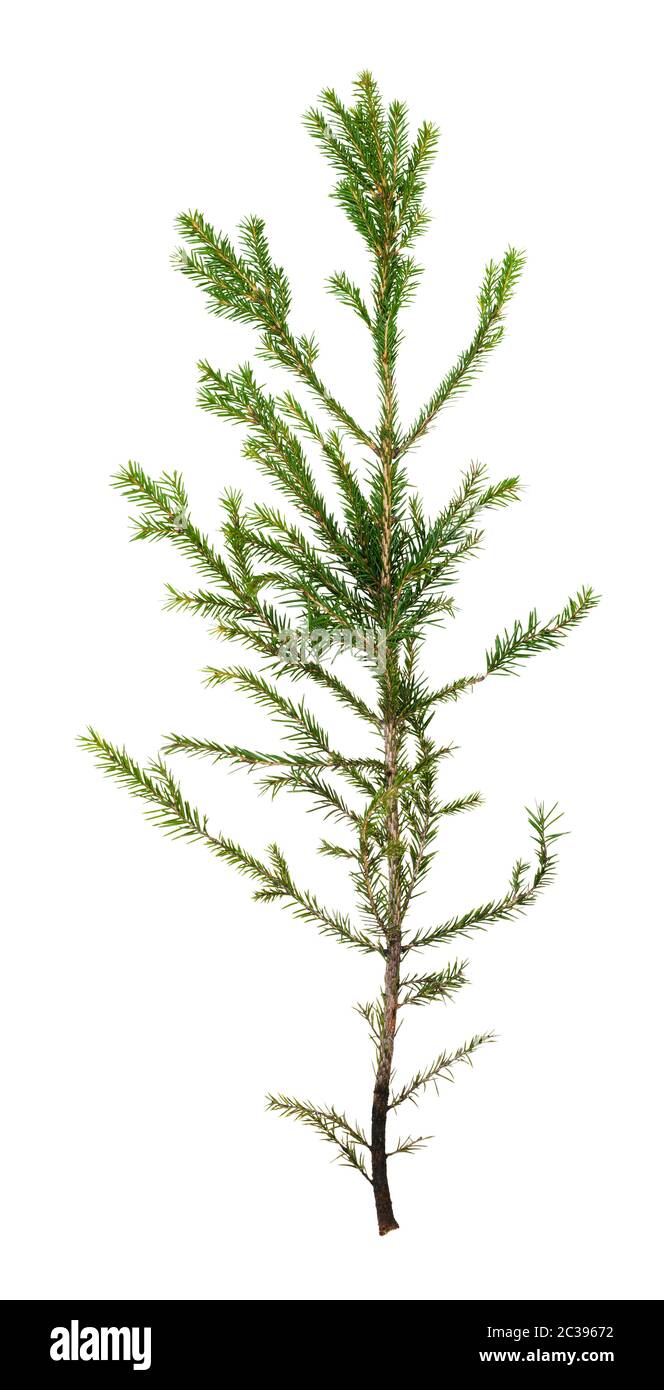 single branch of spruce tree isolated on white background Stock Photo - Alamy