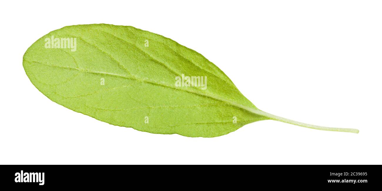 back side of leaf of fresh marjoram (Origanum majorana) plant isolated ...
