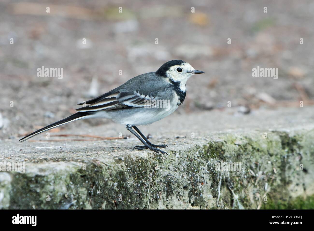 Close up of White Wagtail in habitat. Her Latin name is Motacilla alba ...