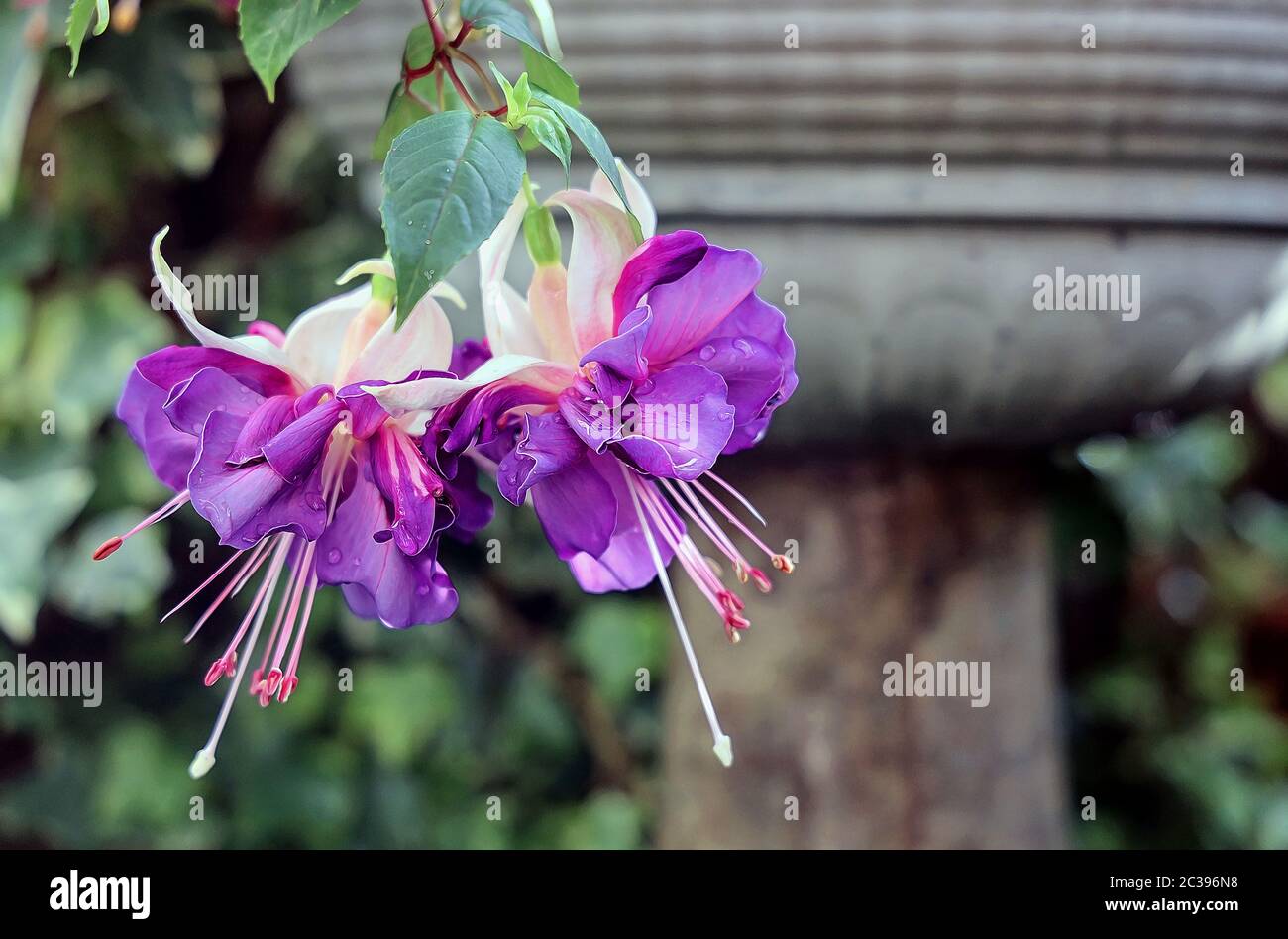 Fuchsia hybrids hi-res stock photography and images - Alamy