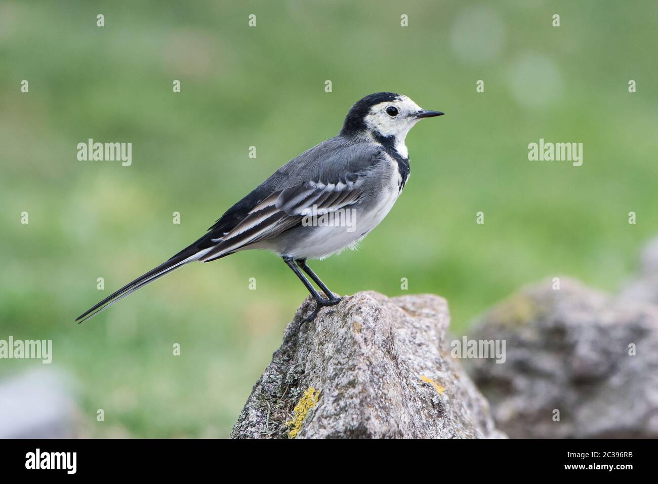 Close up of White Wagtail in habitat. Her Latin name is Motacilla alba ...