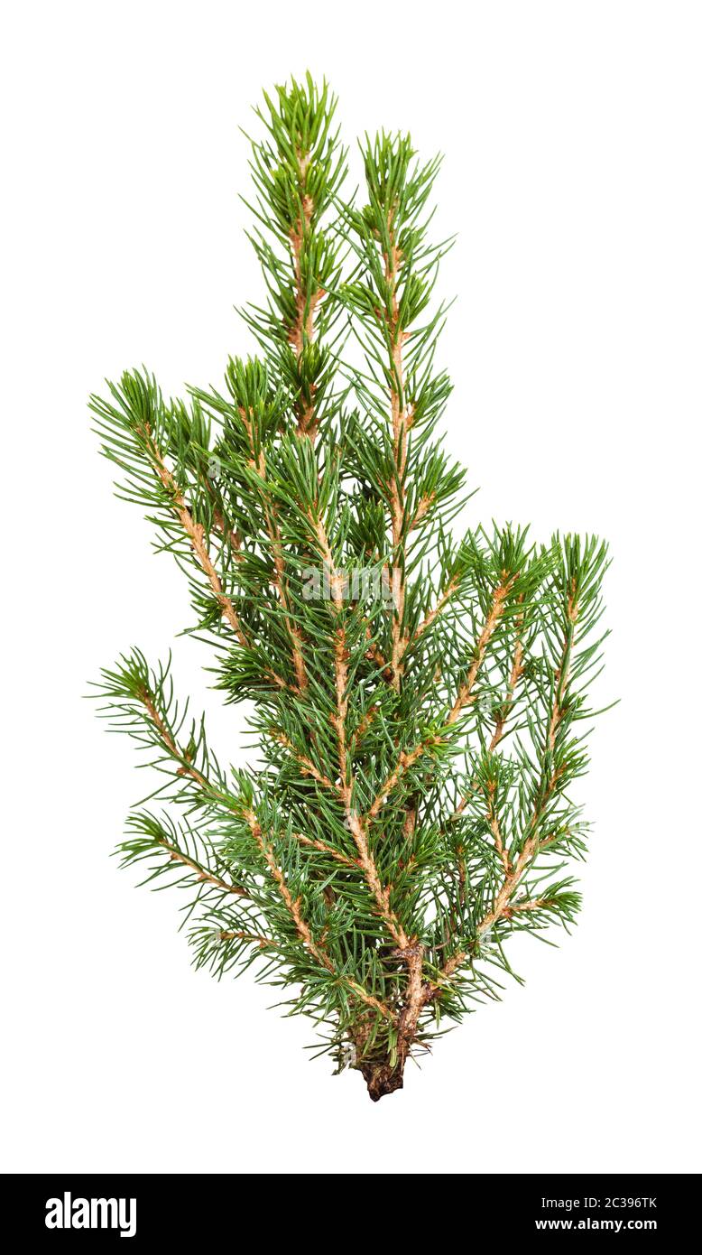 branches of natural spruce ( white spruce, picea glauca conica ...