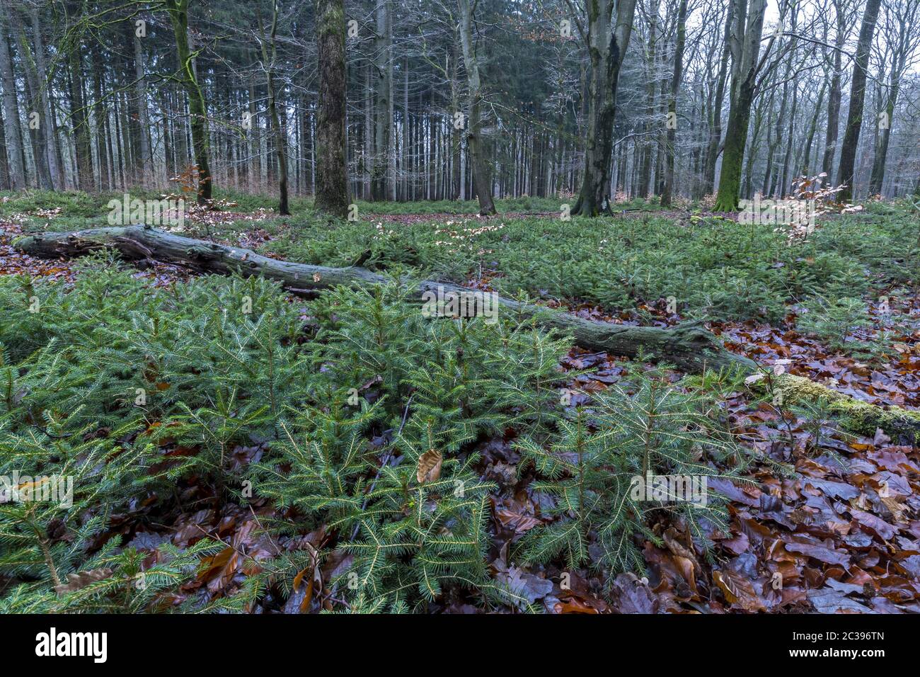 Dead, fallen trees create space for new life on the forest floor Stock ...