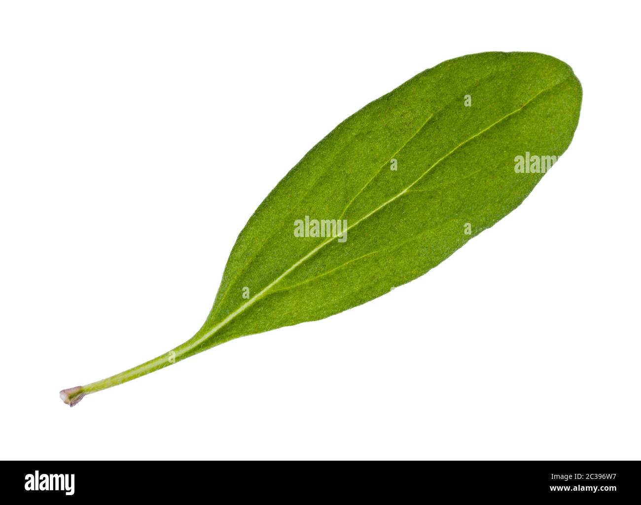 single leaf of fresh marjoram (Origanum majorana) herb isolated on ...