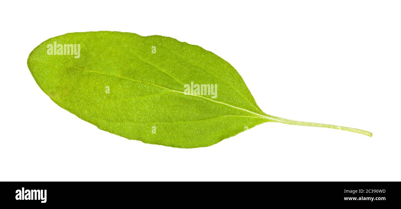 green leaf of marjoram (Origanum majorana) herb isolated on white ...
