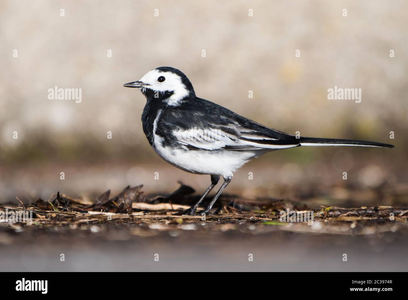 Close up of White Wagtail in habitat. Her Latin name is Motacilla alba ...
