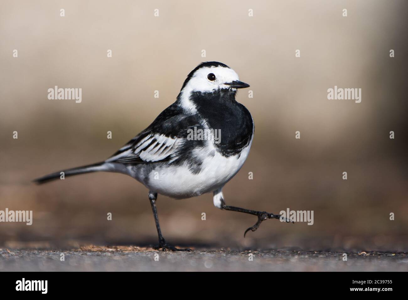 Close up of White Wagtail in habitat. Her Latin name is Motacilla alba ...