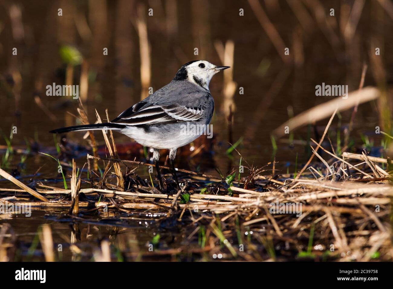 Close up of White Wagtail in habitat. Her Latin name is Motacilla alba ...
