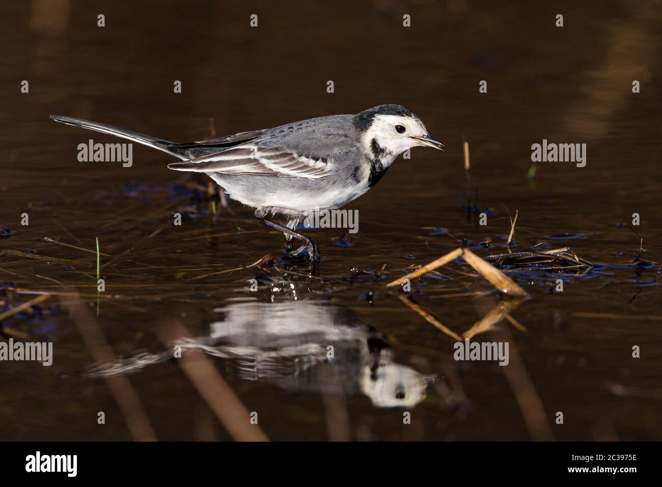 Close up of White Wagtail in habitat. Her Latin name is Motacilla alba ...