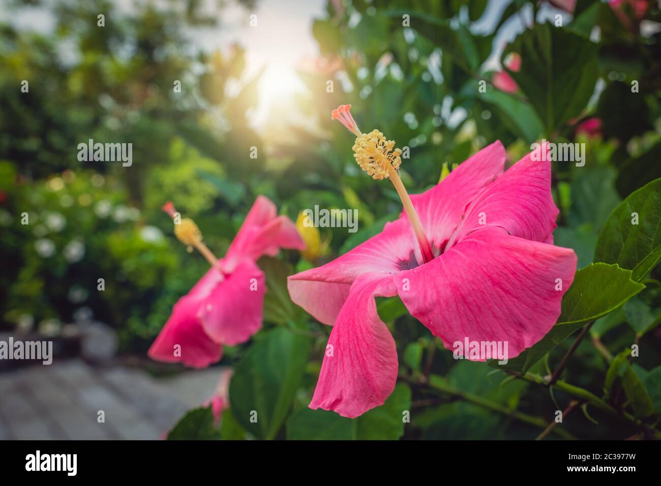 Chinese rose flower hi-res stock photography and images - Alamy