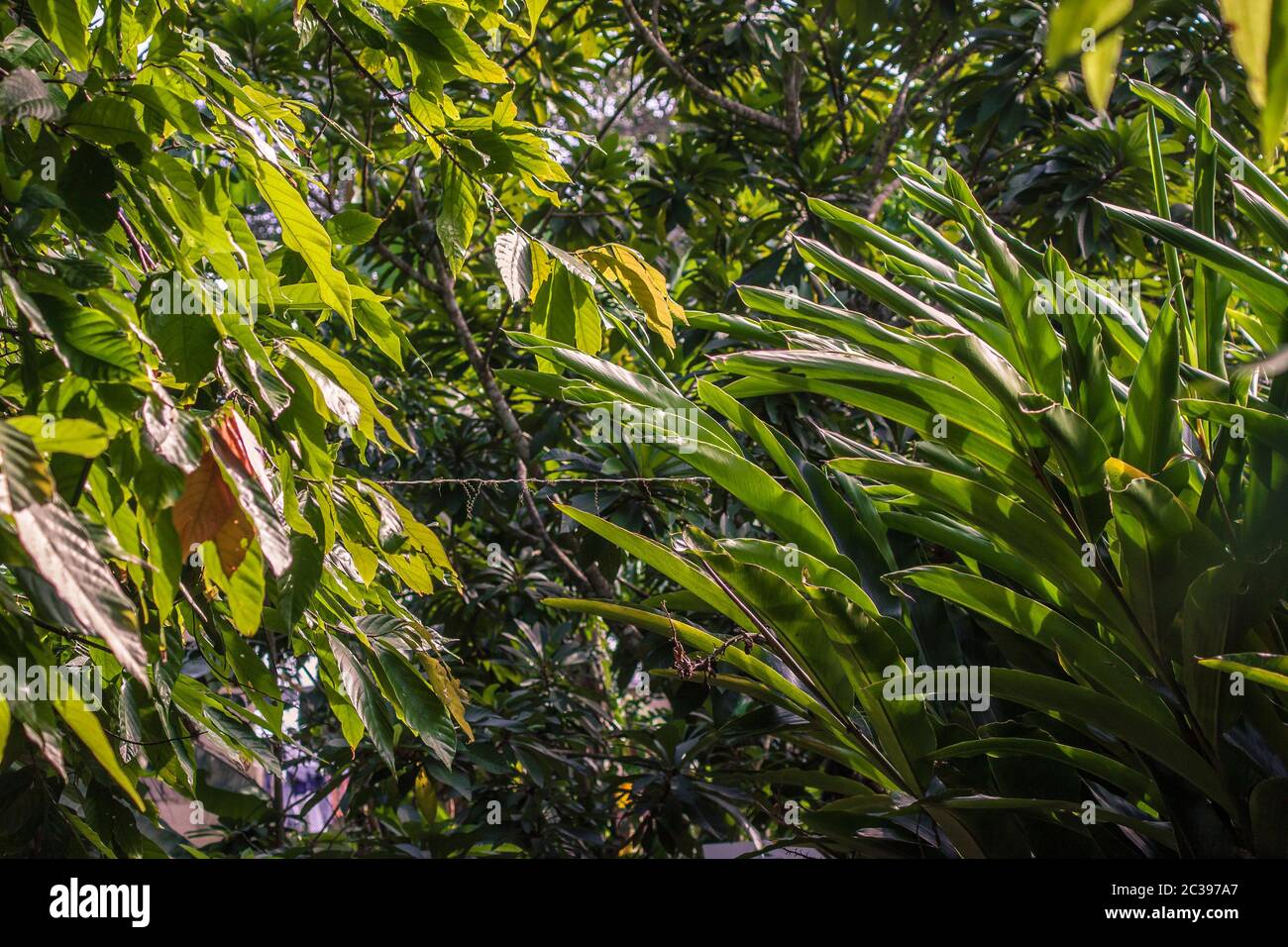 Dominican republic flower red hi-res stock photography and images - Alamy