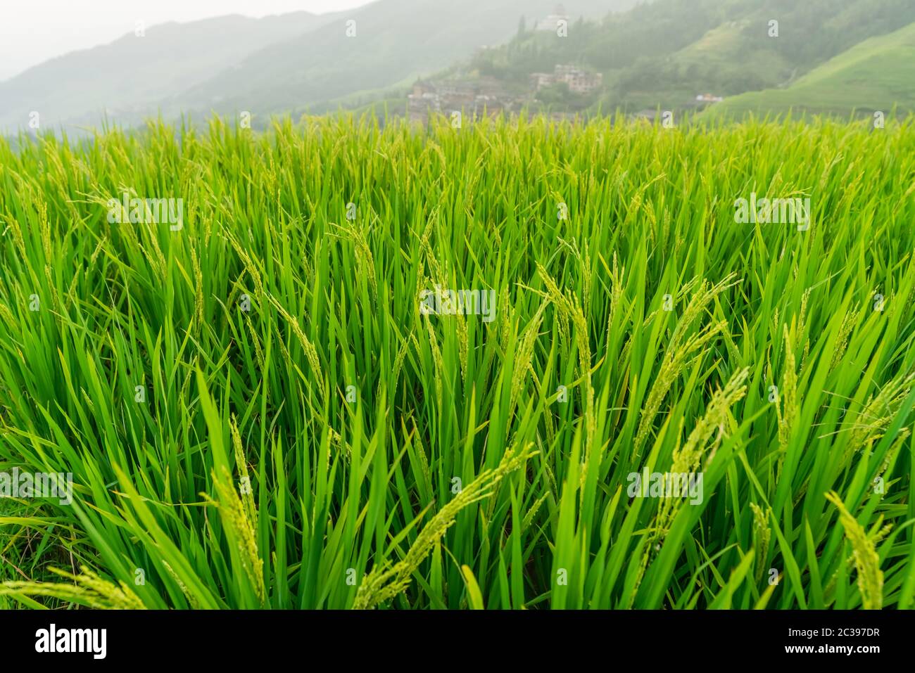 Rice growing on Longji Rice Terraces Stock Photo - Alamy