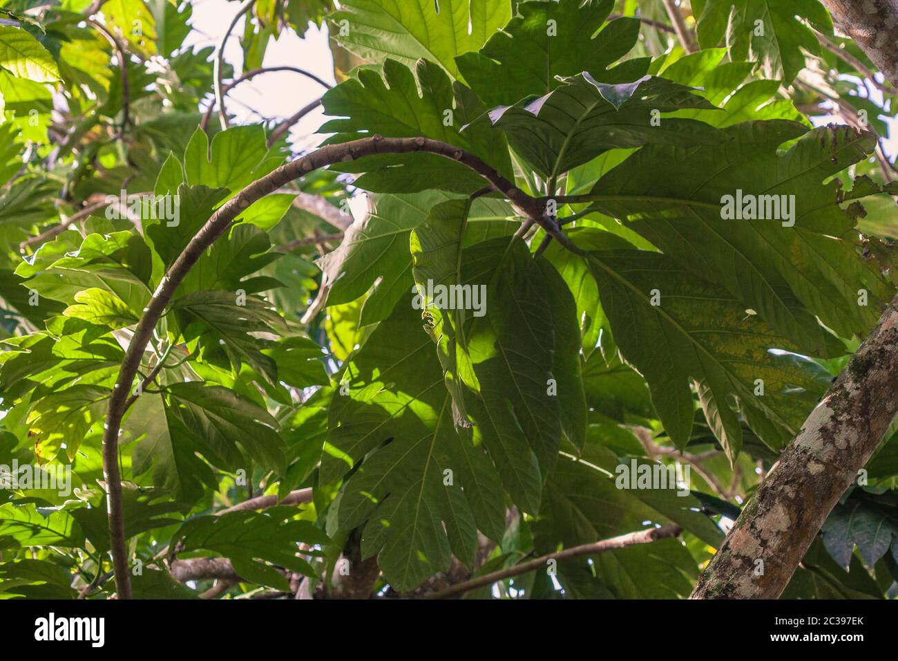 Dominican republic flower red hi-res stock photography and images - Alamy