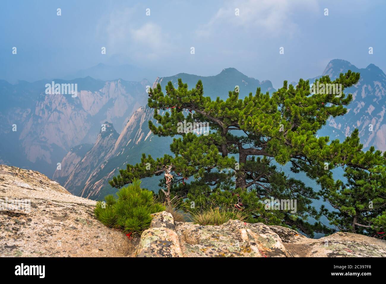 Tree growing on edge cliff hi-res stock photography and images - Alamy