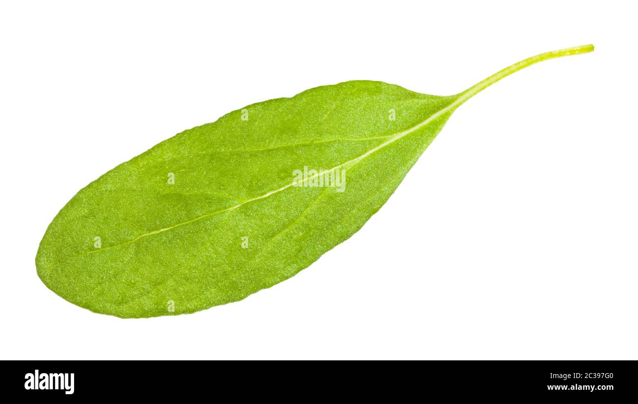 leaf of fresh marjoram (Origanum majorana) plant isolated on white ...