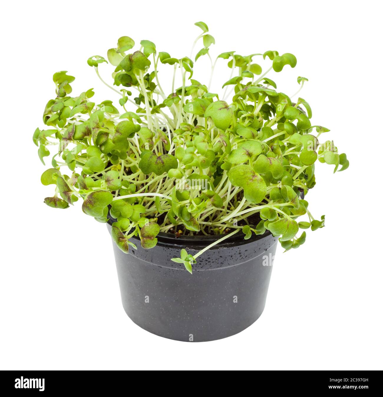 living green mustard cress in pot isolated on white background Stock ...