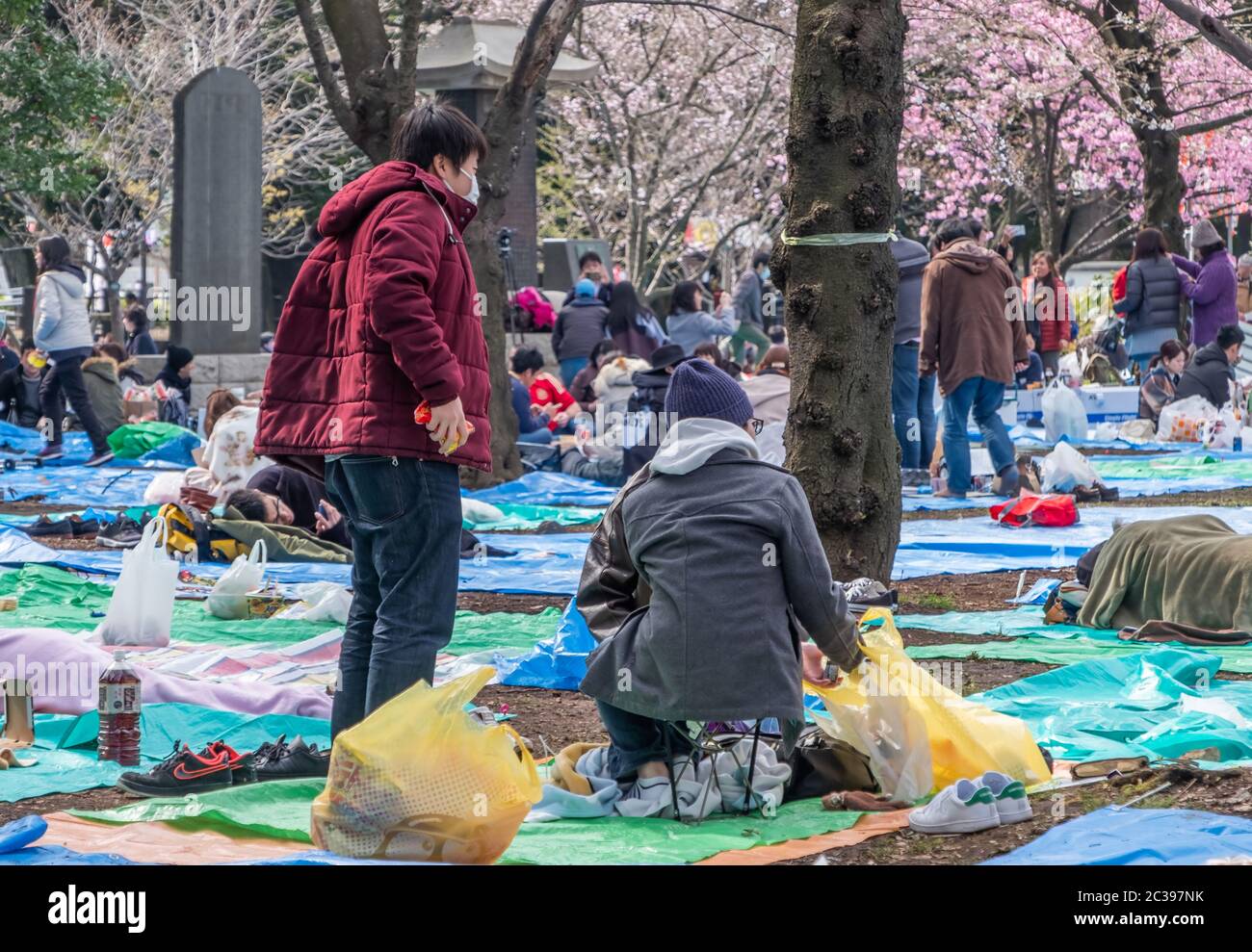 Japanese having cherry blossom viewing outdoor party picnic or hanami ...