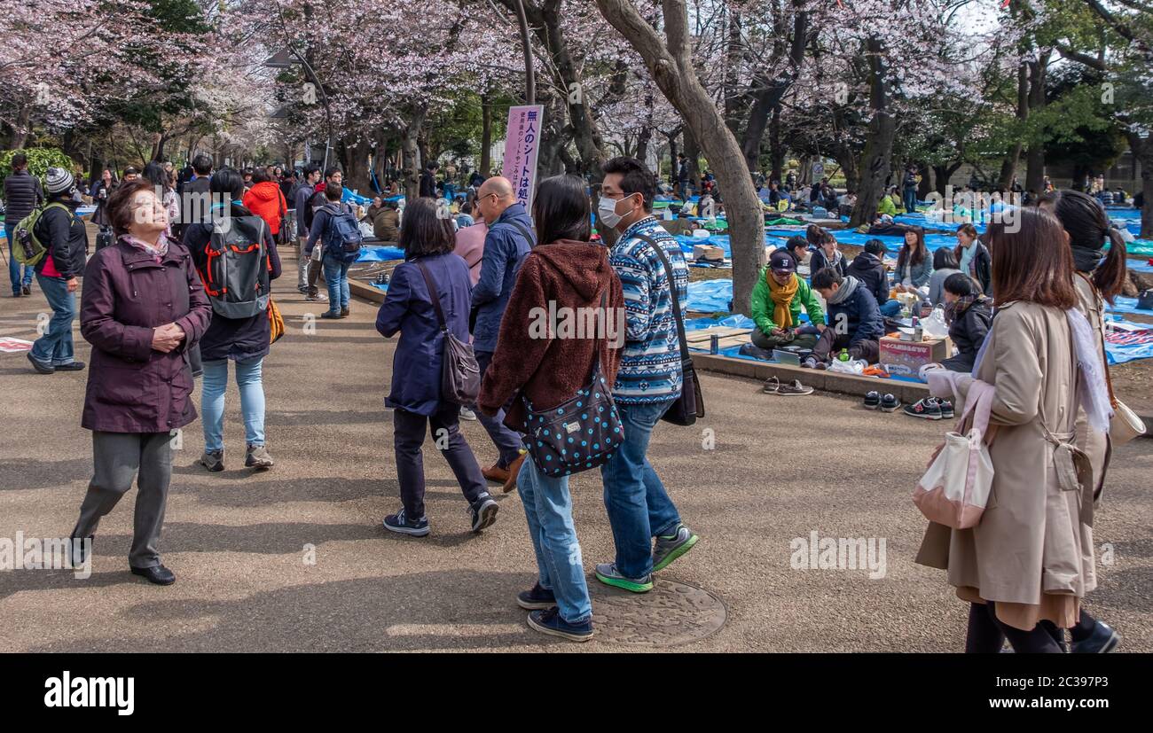 Japanese having cherry blossom viewing outdoor party picnic or hanami ...