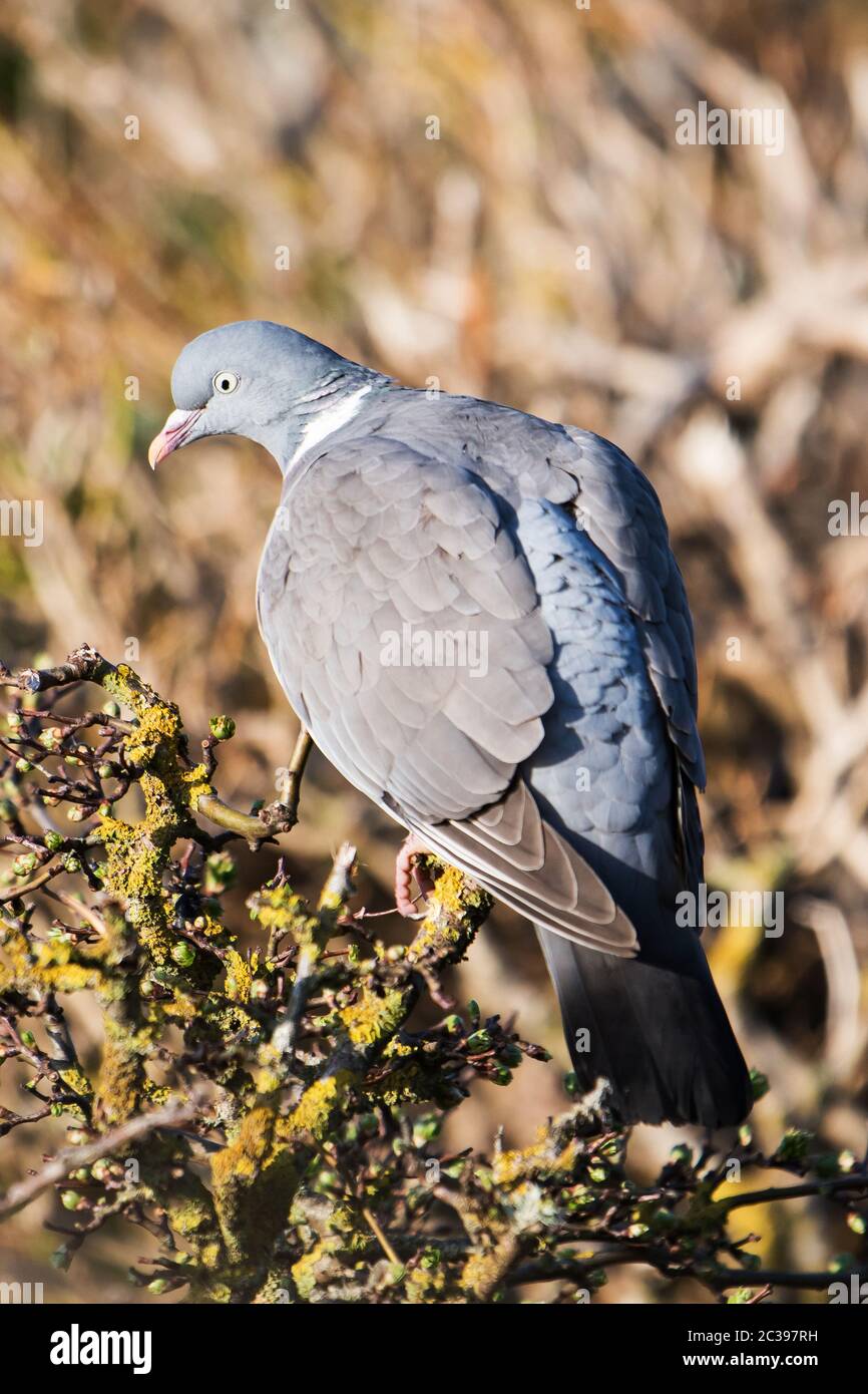 Flying common wood pigeon hi-res stock photography and images - Alamy