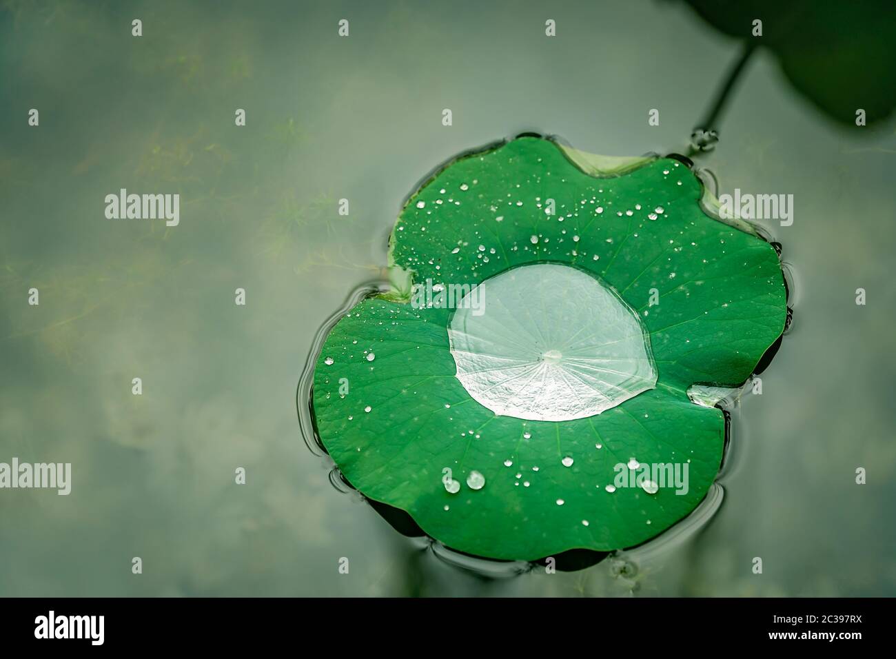 Large droplet of water inside big lotus leaf Stock Photo - Alamy