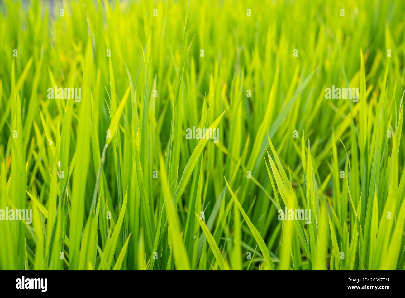 Close up of rice terraces hi-res stock photography and images - Alamy