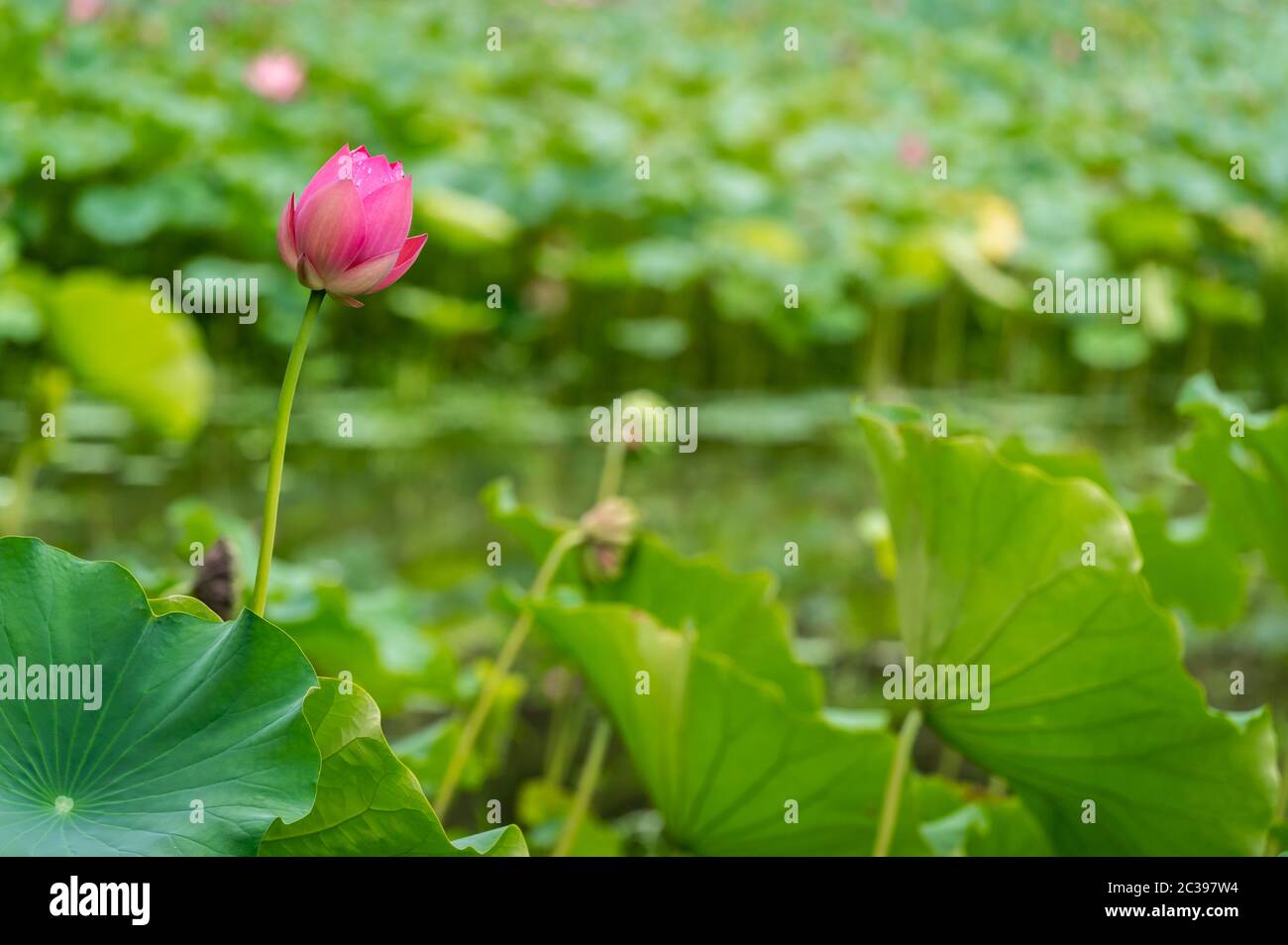 Single and lonely blooming pink lotus flower Stock Photo - Alamy