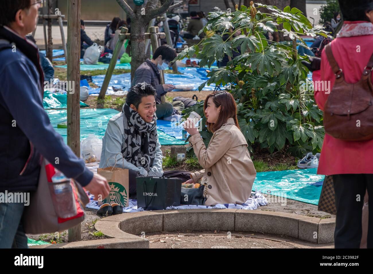 Japanese having cherry blossom viewing outdoor party picnic or hanami ...