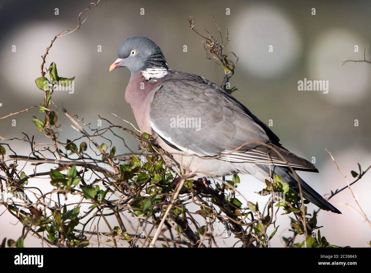 Common Wood Pigeon in habitat. His Latin name is Columba palumbus Stock ...