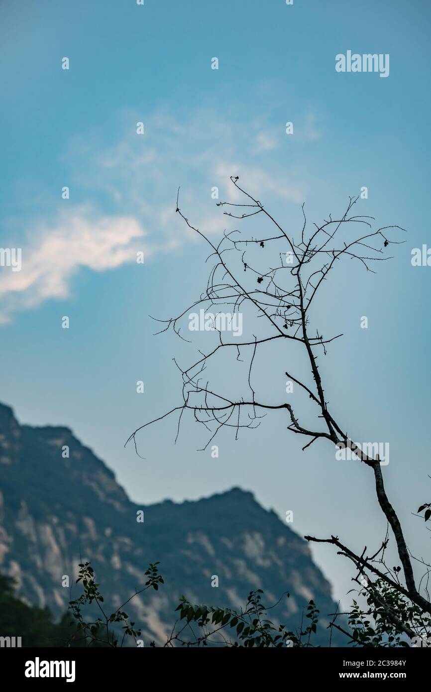 Leafless tree branch on Huashan mountain in China Stock Photo - Alamy