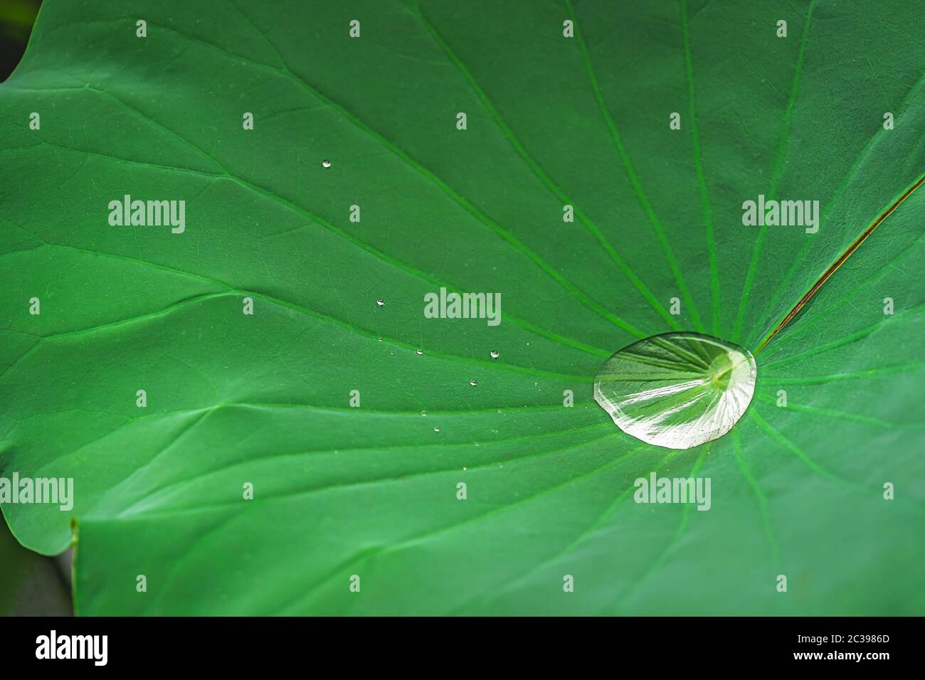 Big lotus leaf hi-res stock photography and images - Alamy