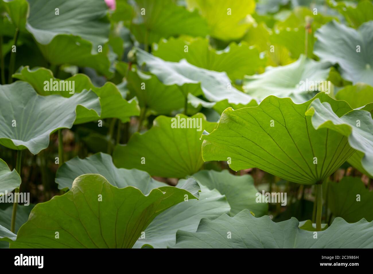 Big green leaves of a lotus flower Stock Photo - Alamy