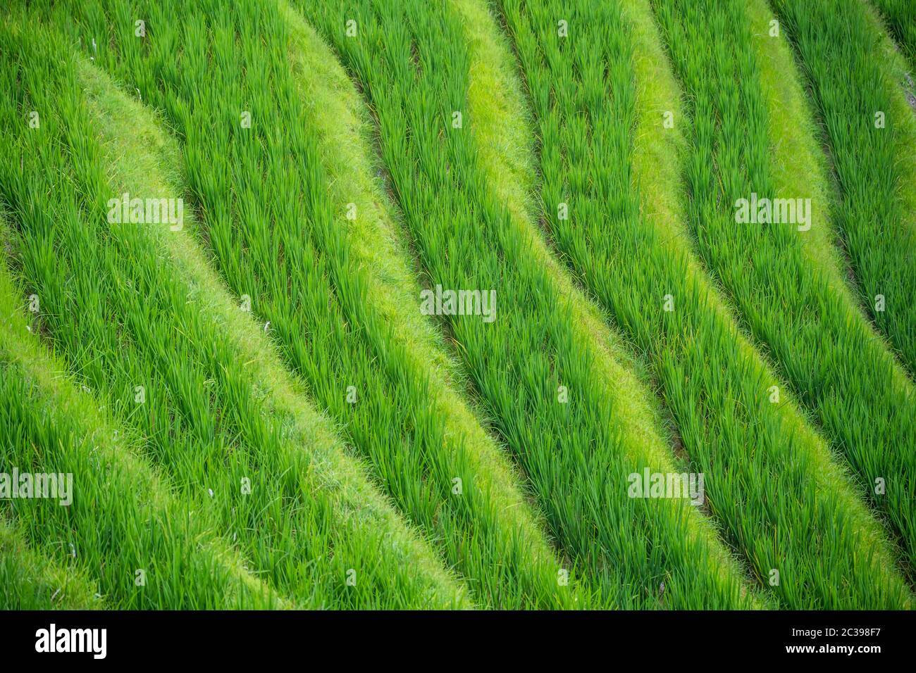 Rice growing on Longji Rice Terraces Stock Photo - Alamy