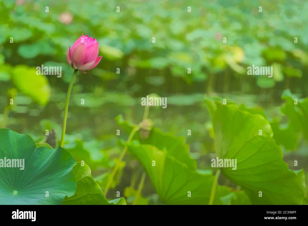 Single and lonely blooming pink lotus flower Stock Photo - Alamy