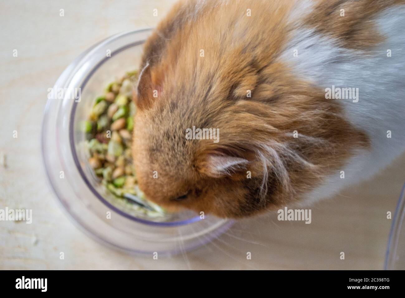 Syrian hamster eating from food bowl Stock Photo - Alamy