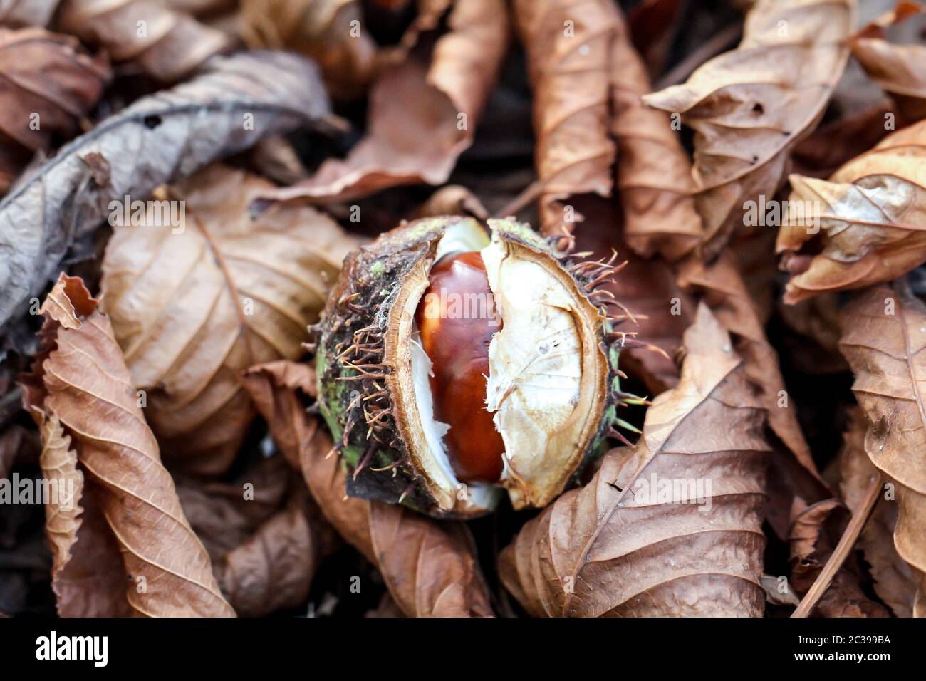 a cracked chestnut lies on the forest floor Stock Photo - Alamy